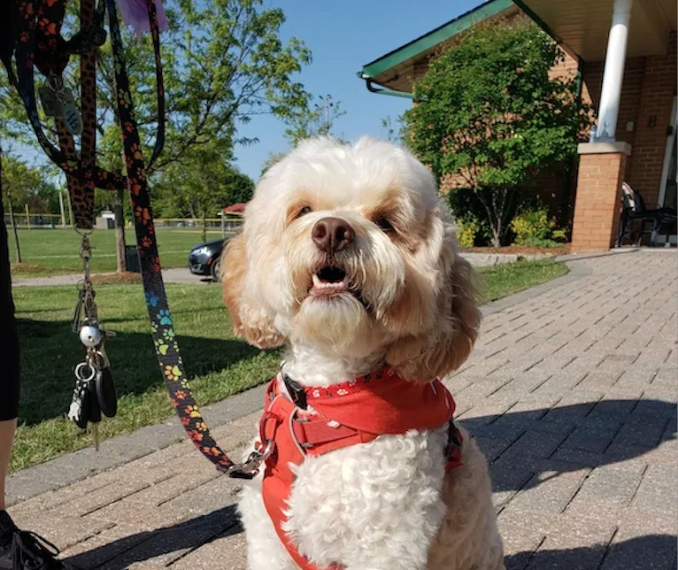 “Walk for Dog Guides” Hits The Streets of Stouffville | Bullet Point ...