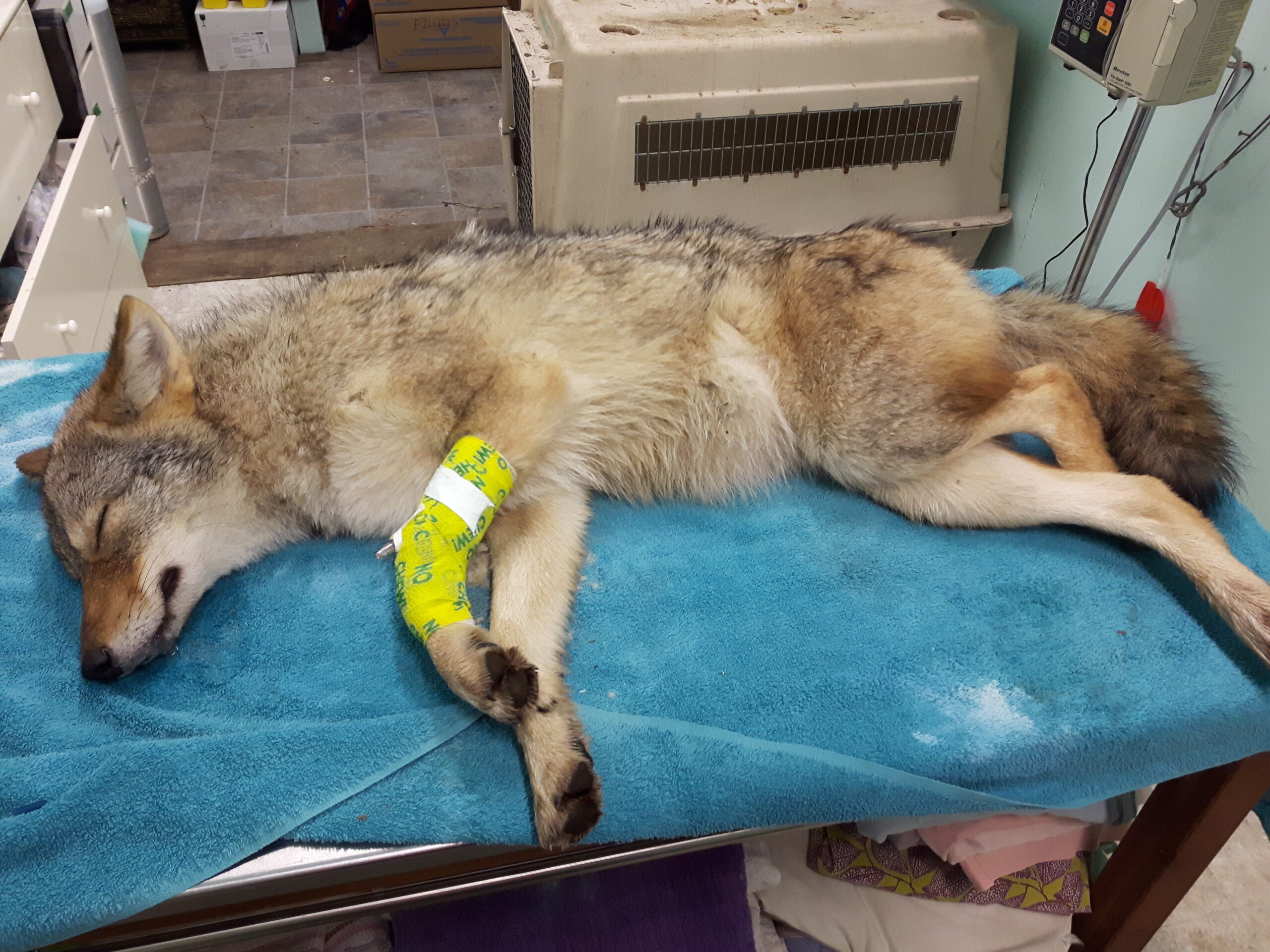 Stouffville To Partner With Shades of Hope Wildlife Refuge For Animal ...